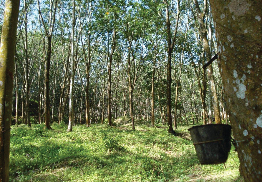 HEVEA: Natural Rubber Products for baby, pet, home, & personal hygiene ...